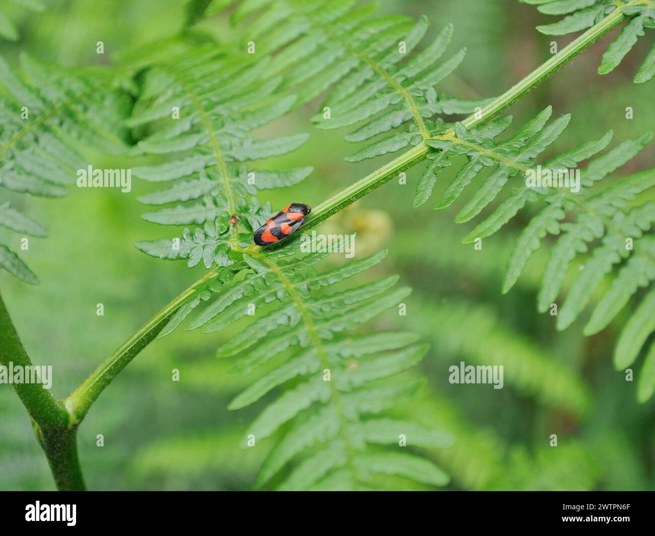 Fern with insect, italy Stock Photo - Alamy