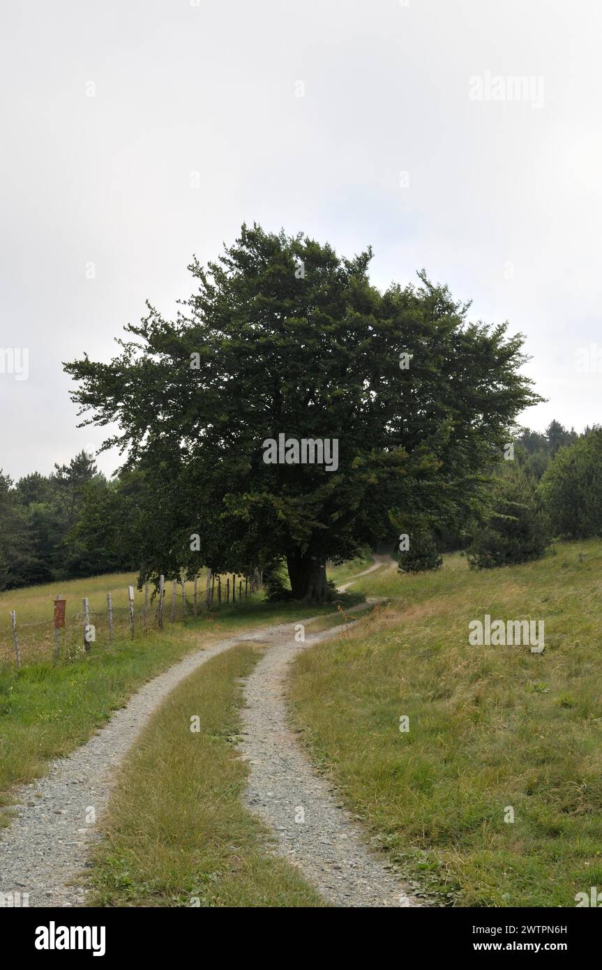Tree italy hi-res stock photography and images - Alamy