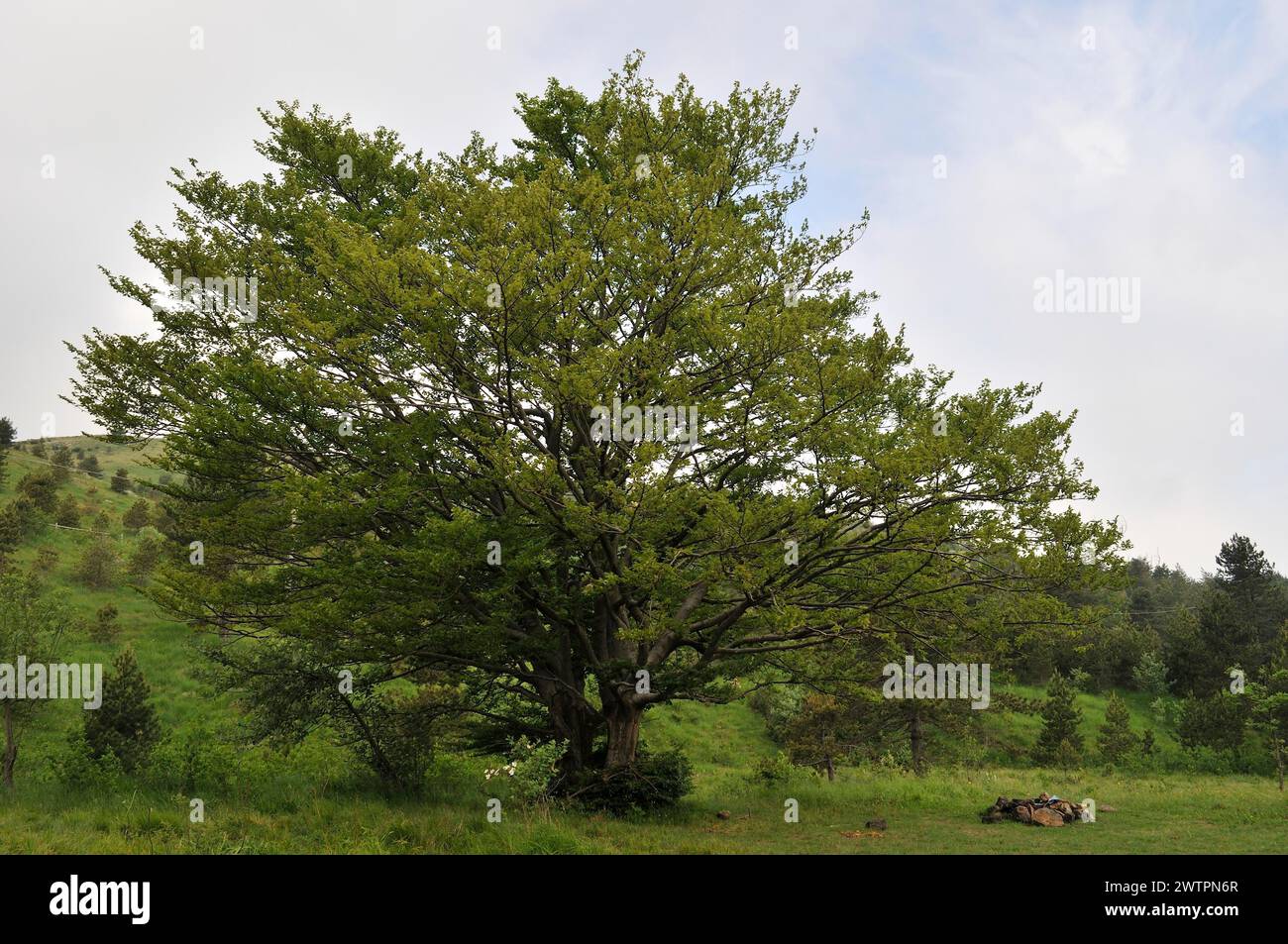 Beech tree, fagus, italy Stock Photo - Alamy