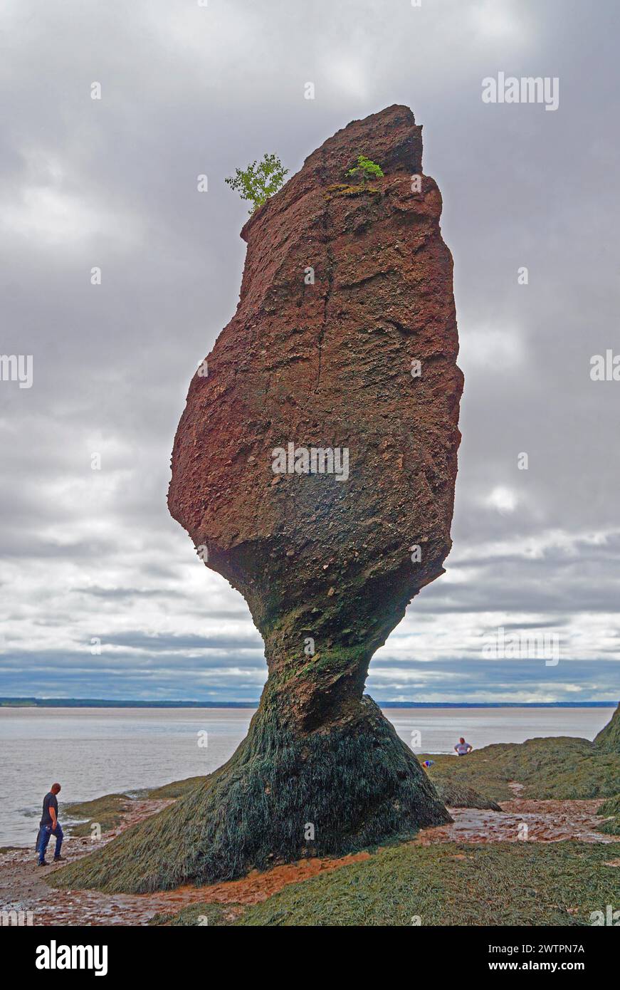 Coastal landscape at low tide, red sandstone rock needle, Flower Pot ...
