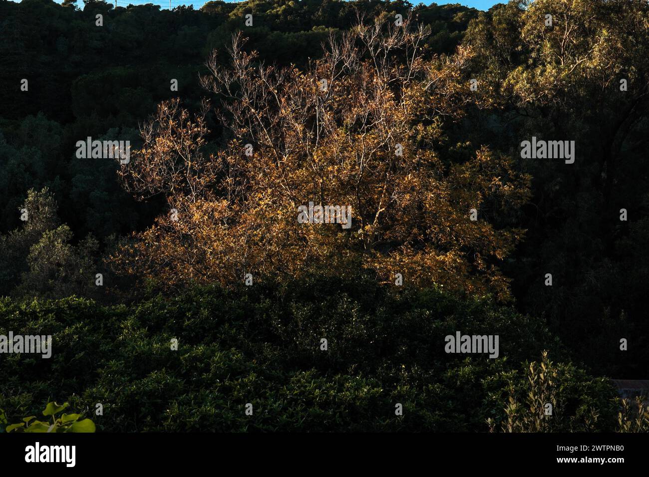 The golden autumnal foliage of a Narrow-leaved ash Fraxinus ...