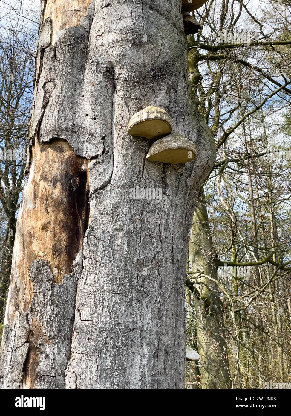 Right Tinder fungus (Fomes fomentarius) species of fungus from the ...