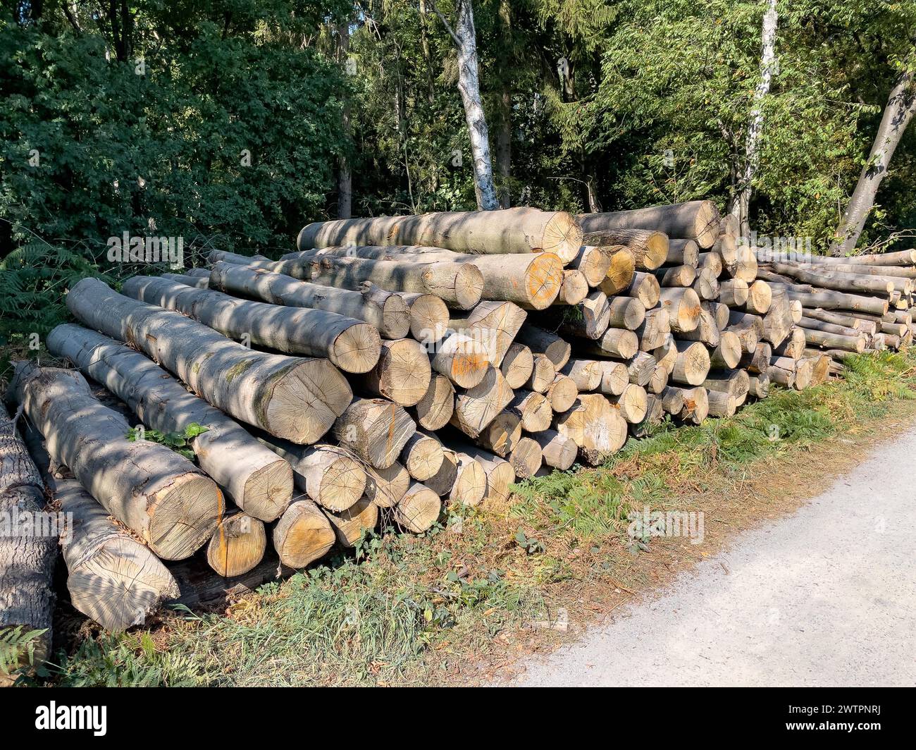 Stacked cut down tree trunks on the edge of a forest path, in the ...