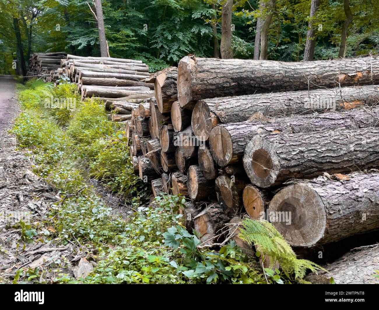 Stacked cut down tree trunks on the edge of a forest path, in the ...