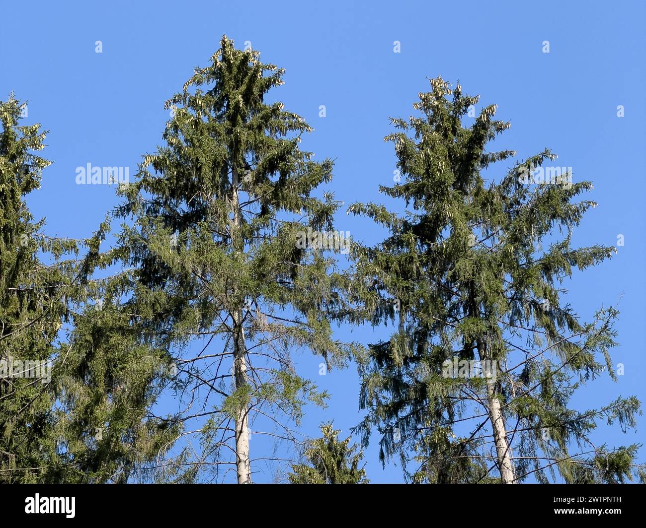 Two trees common spruce (Picea abies) carrying small cones on branches ...