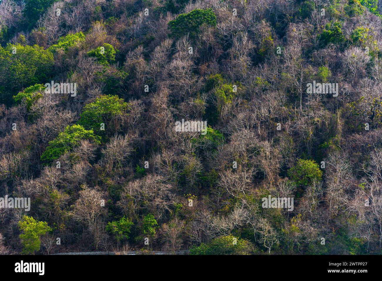 Dry forest in climate change, jungle, tropics, tropical, nature, tree ...
