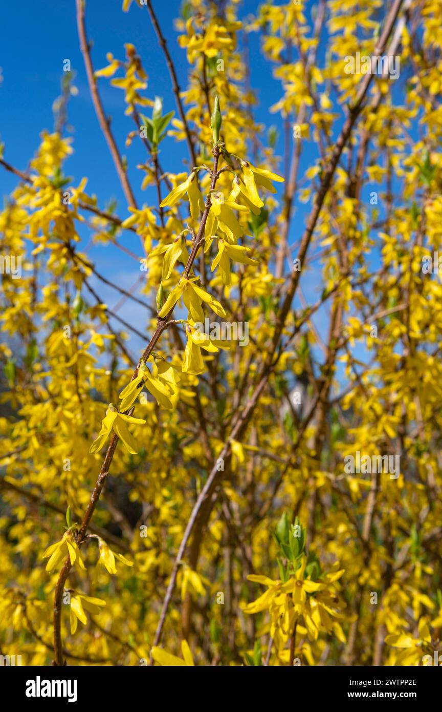 Amsterdam The Netherlands 18th March 2024 Spring colour. Vibrant yellow ...
