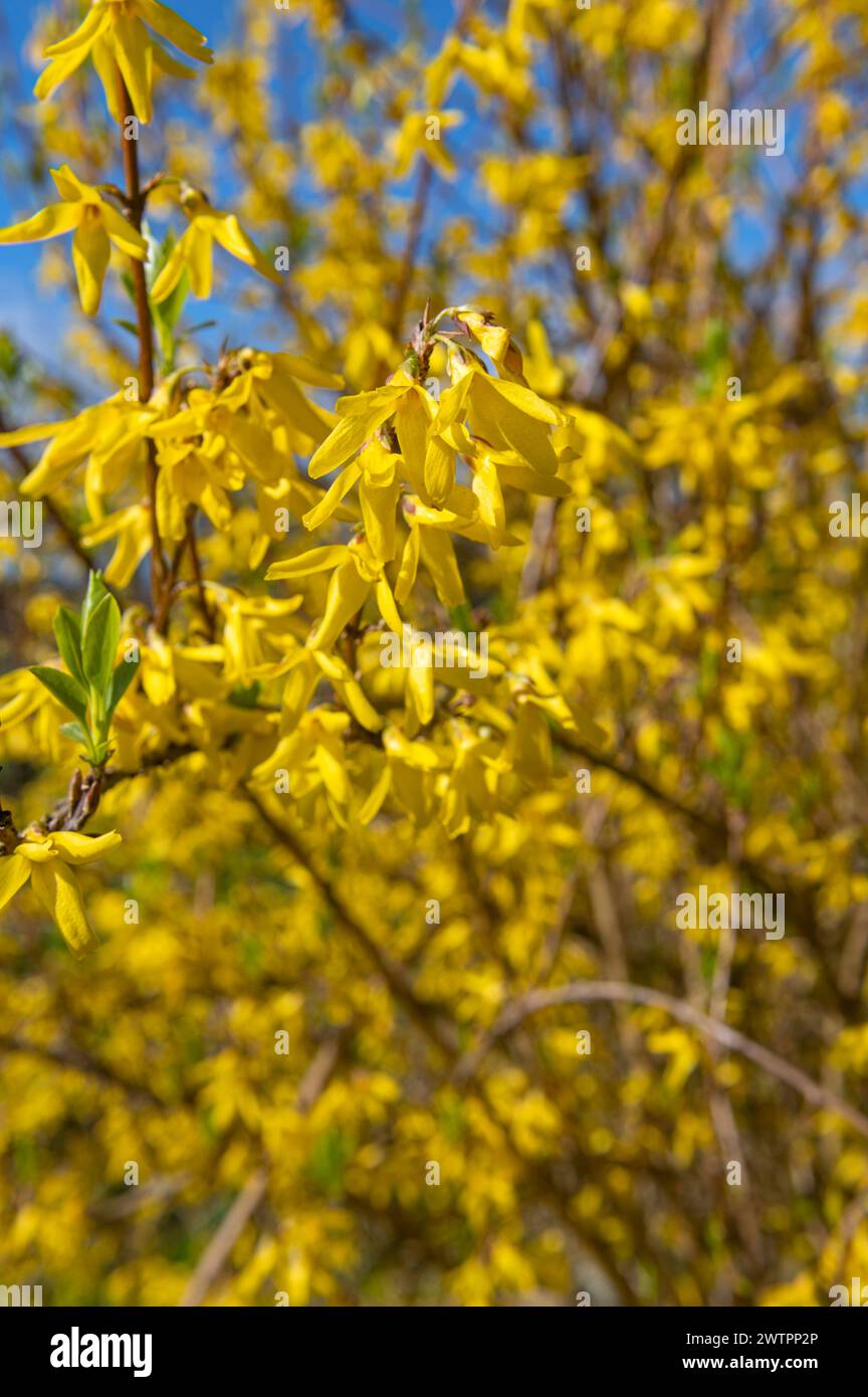 Amsterdam The Netherlands 18th March 2024 Spring colour. Vibrant yellow ...