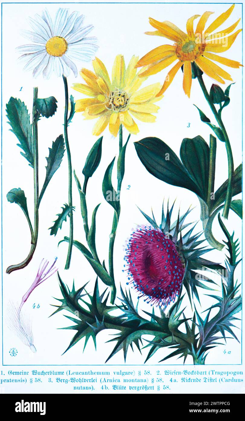 Botany, historical illustration 1900 Stock Photo - Alamy