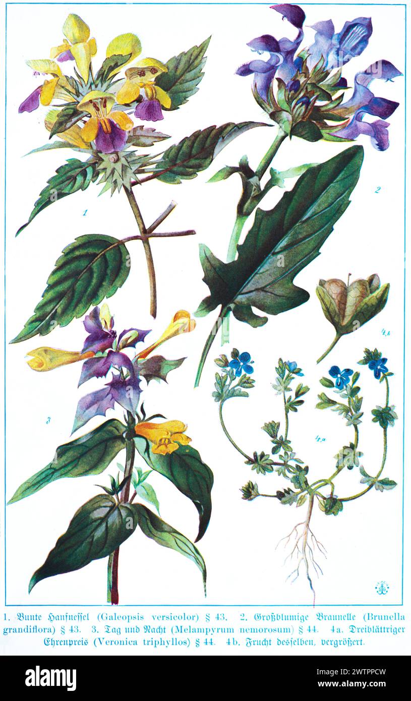 Botany, Colourful hemp nettle (Galeopsis versicolor), Large-flowered ...