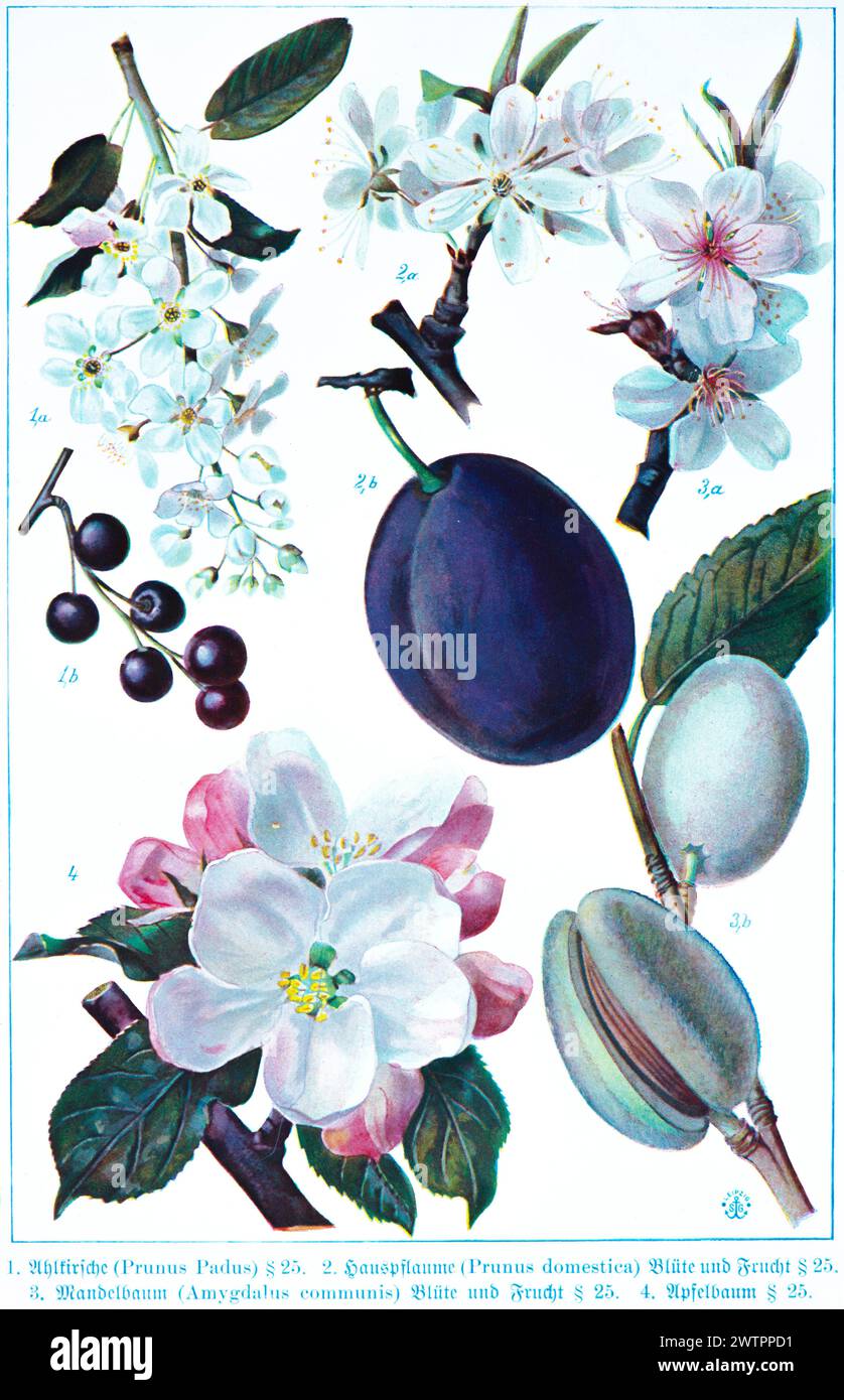 Botany, wild cherry (Prunus padus), cultivated plum (Prunus domestica ...