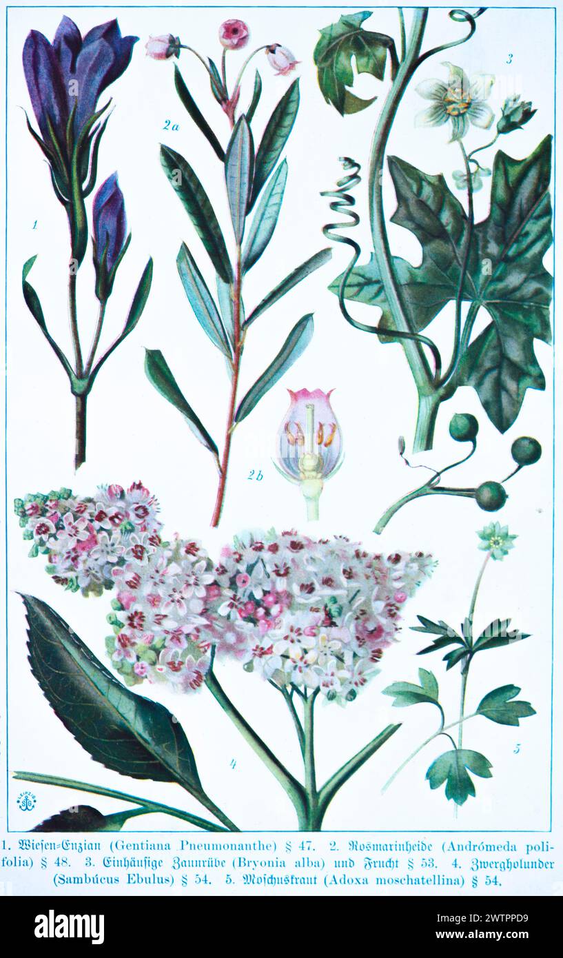 Botany, meadow gentian (Gentiana Pneumonanthe), bog rosemary (Andrómeda ...