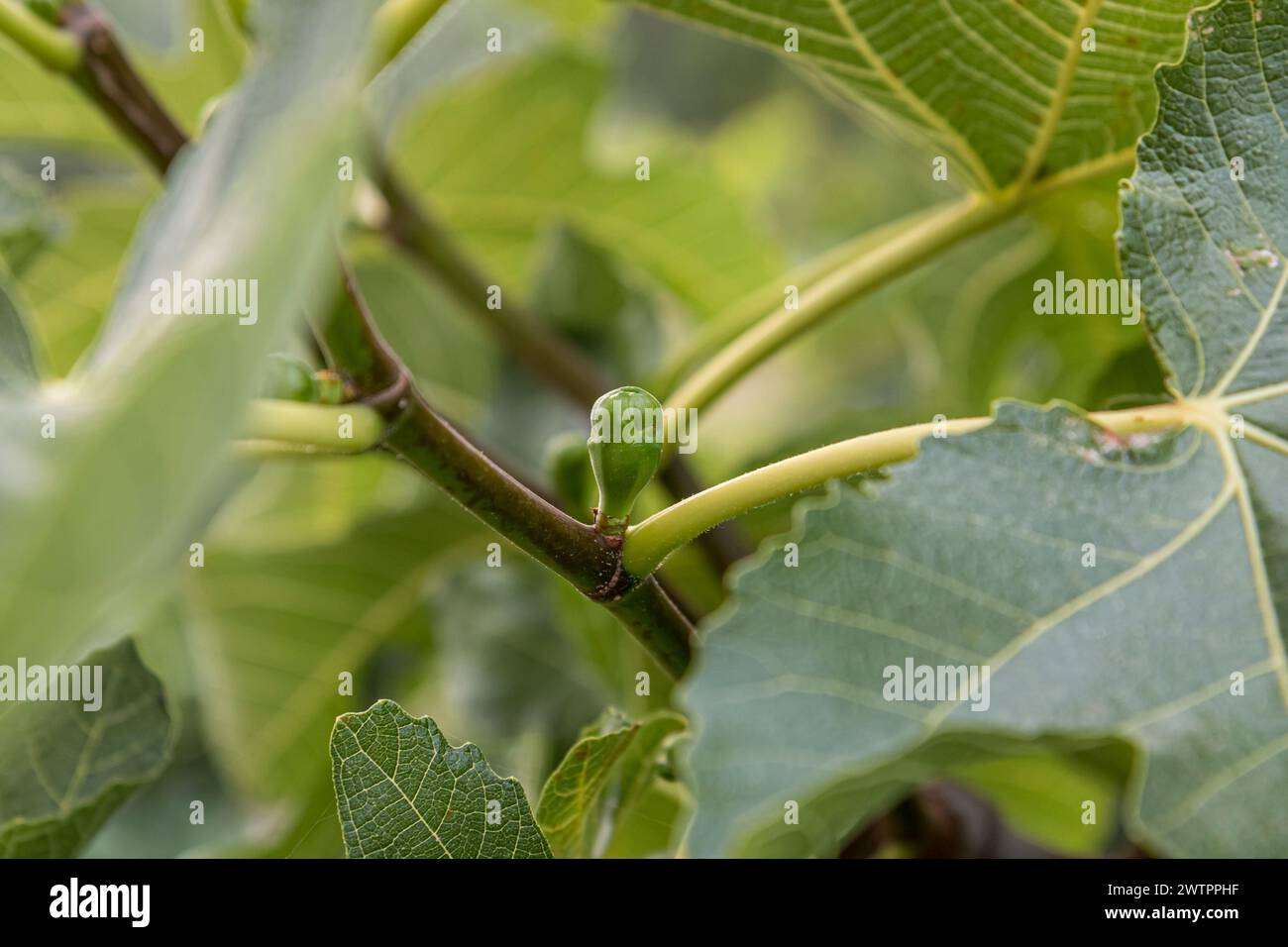Young figs tree leaves in close up. Flora Stock Photo - Alamy