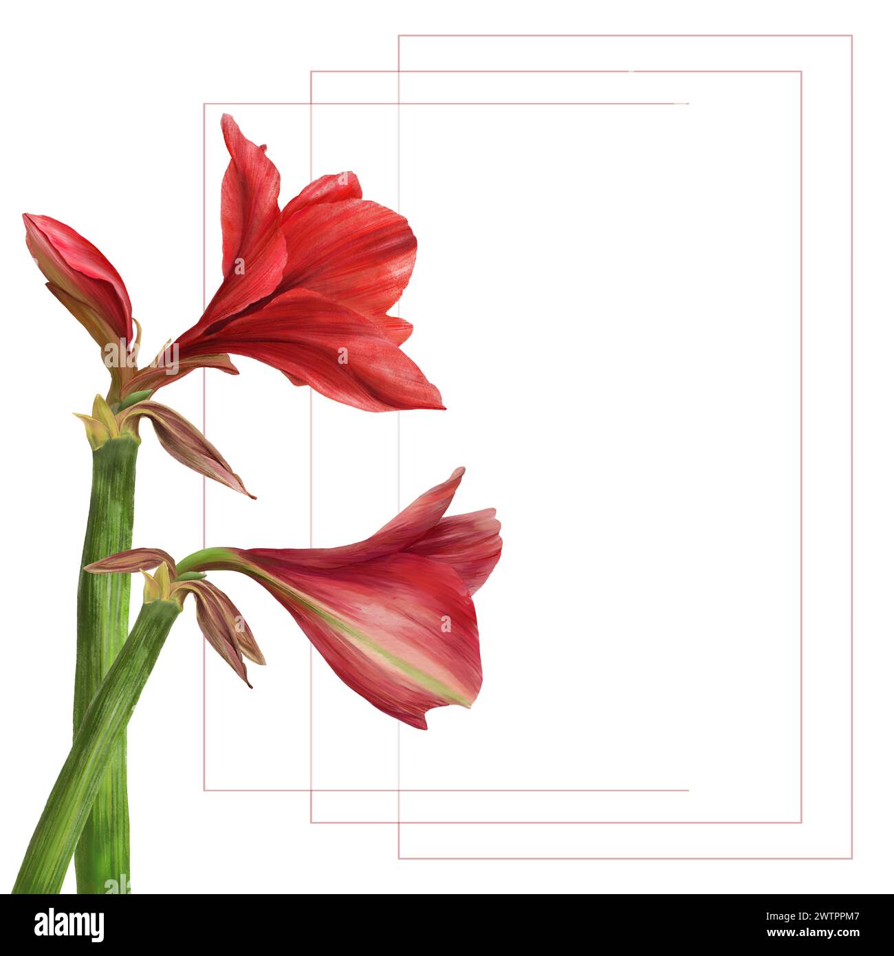 Red amaryllis flowers, stems and buds frame Hippeastrum plant card ...