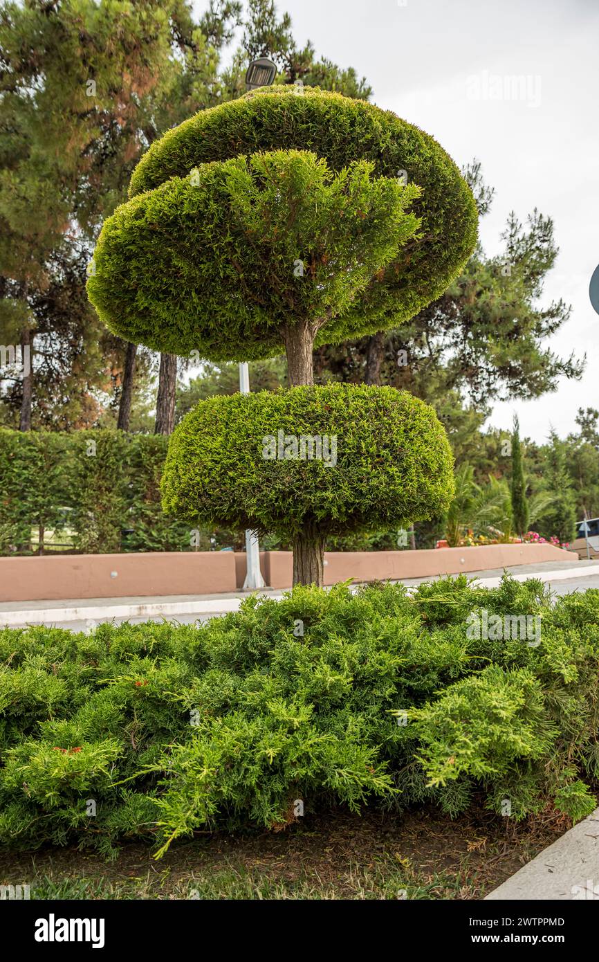 Round shaped tree growing in a pot for landscaping design hi-res stock ...
