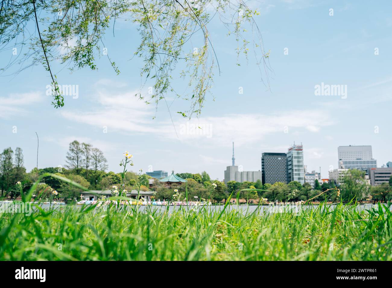 Shinobazunoike pond hi-res stock photography and images - Alamy