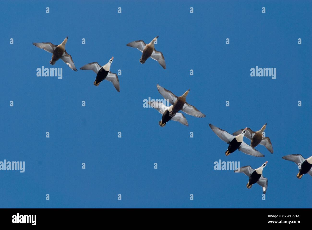 King eider Somateria spectabilis and Common eider Somateria mollissima ...