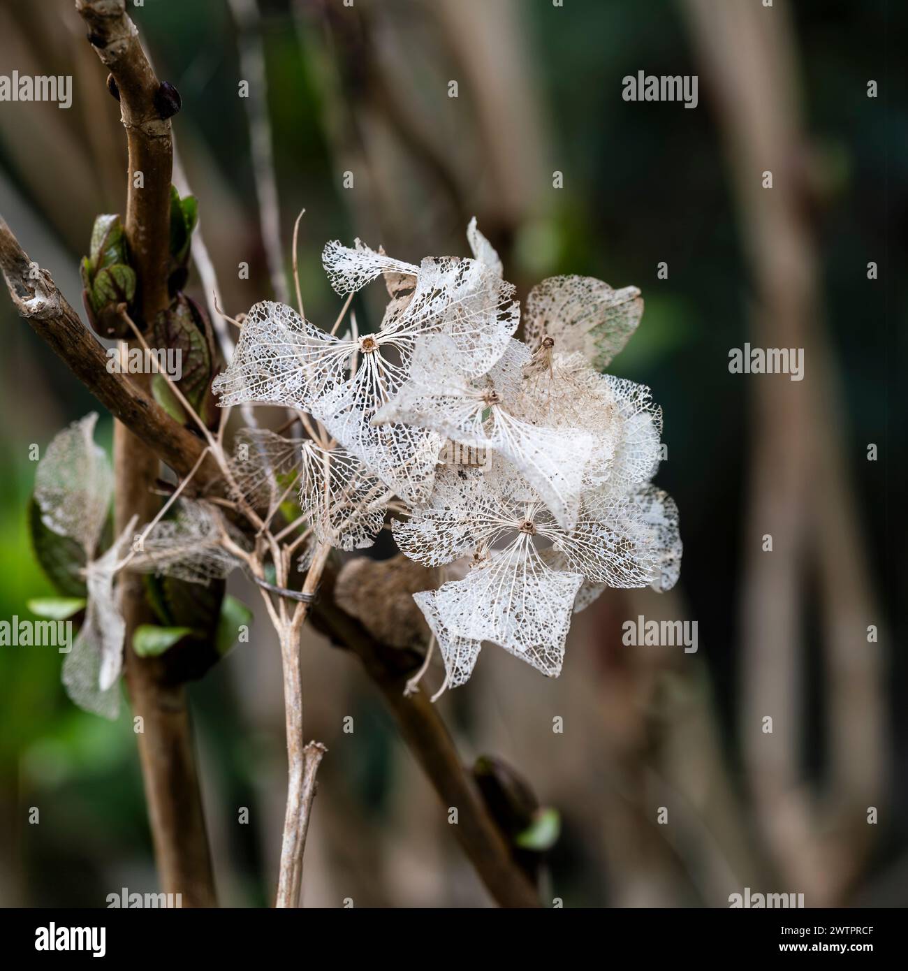 The skeletal dried flowers of a dead Hydrangea flower in a garden in ...