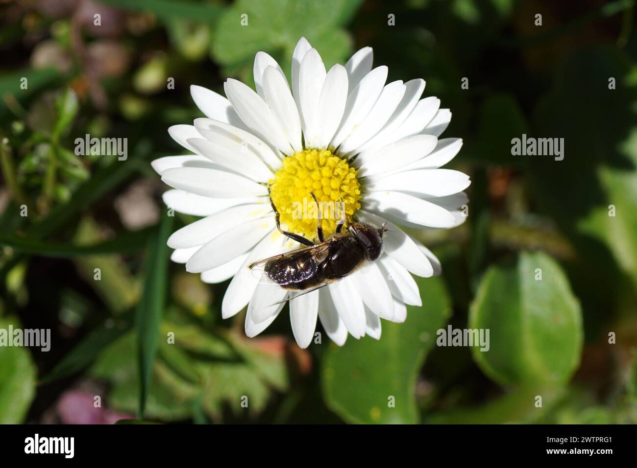 Hoverfly Eristalinus sepulchralis, family syrphidae on a flower of ...