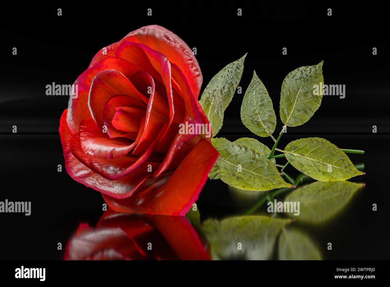 elegant red rose alone, red petals unfolding gracefully. black backdrop ...