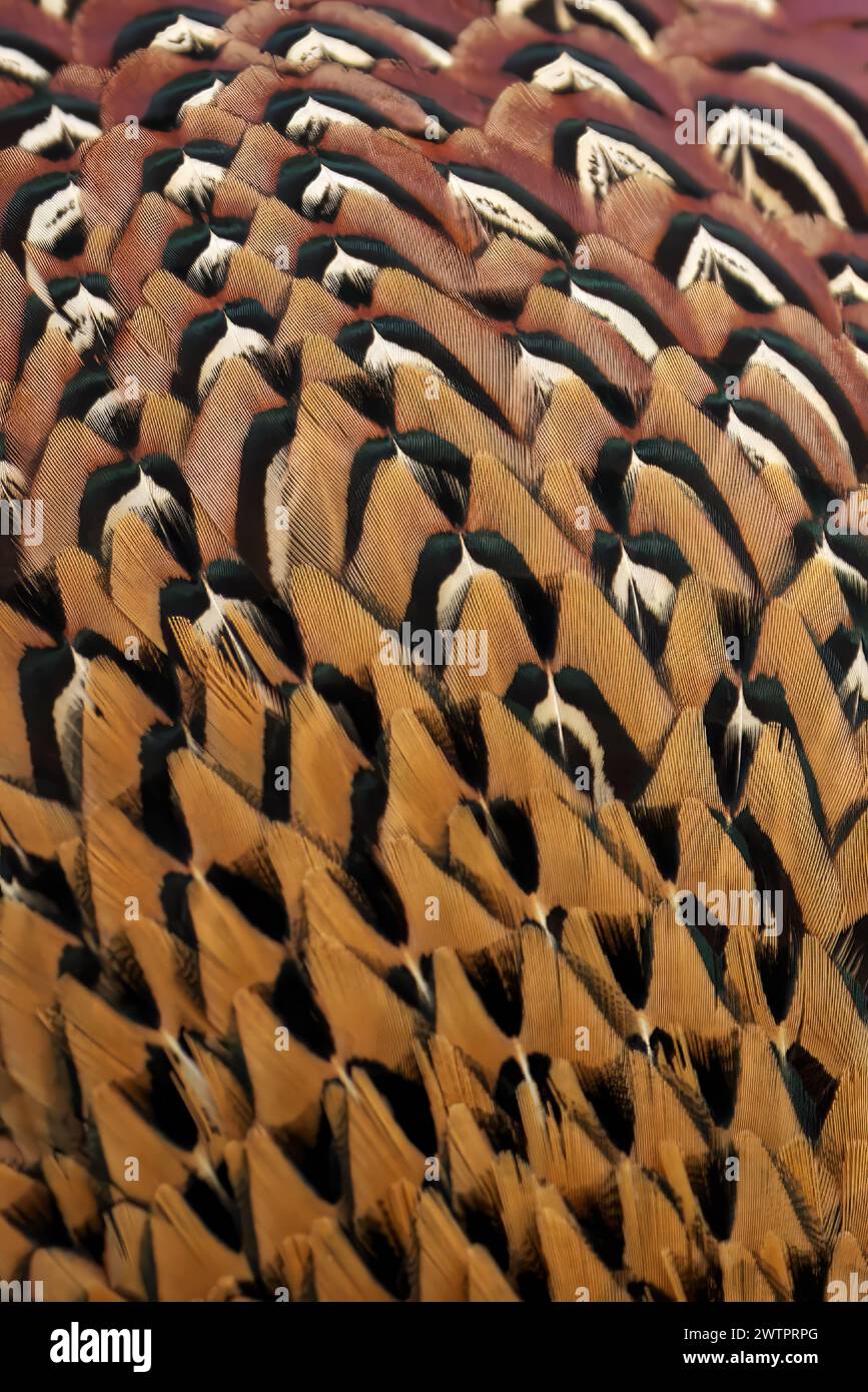 Pheasant design hi-res stock photography and images - Alamy