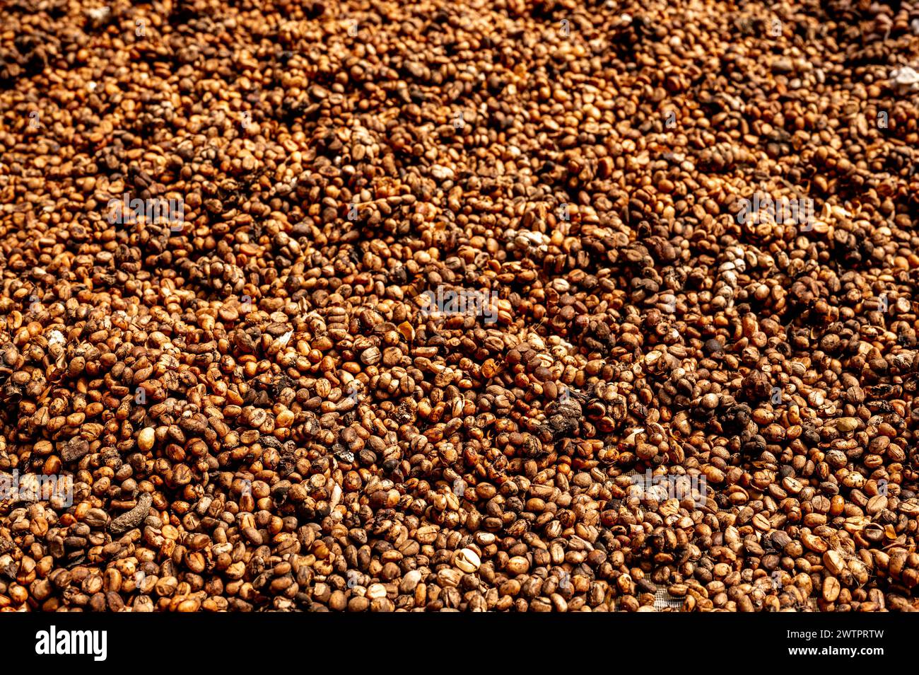 Luwak coffee production process. full frame Sun drenched coffee beans ...
