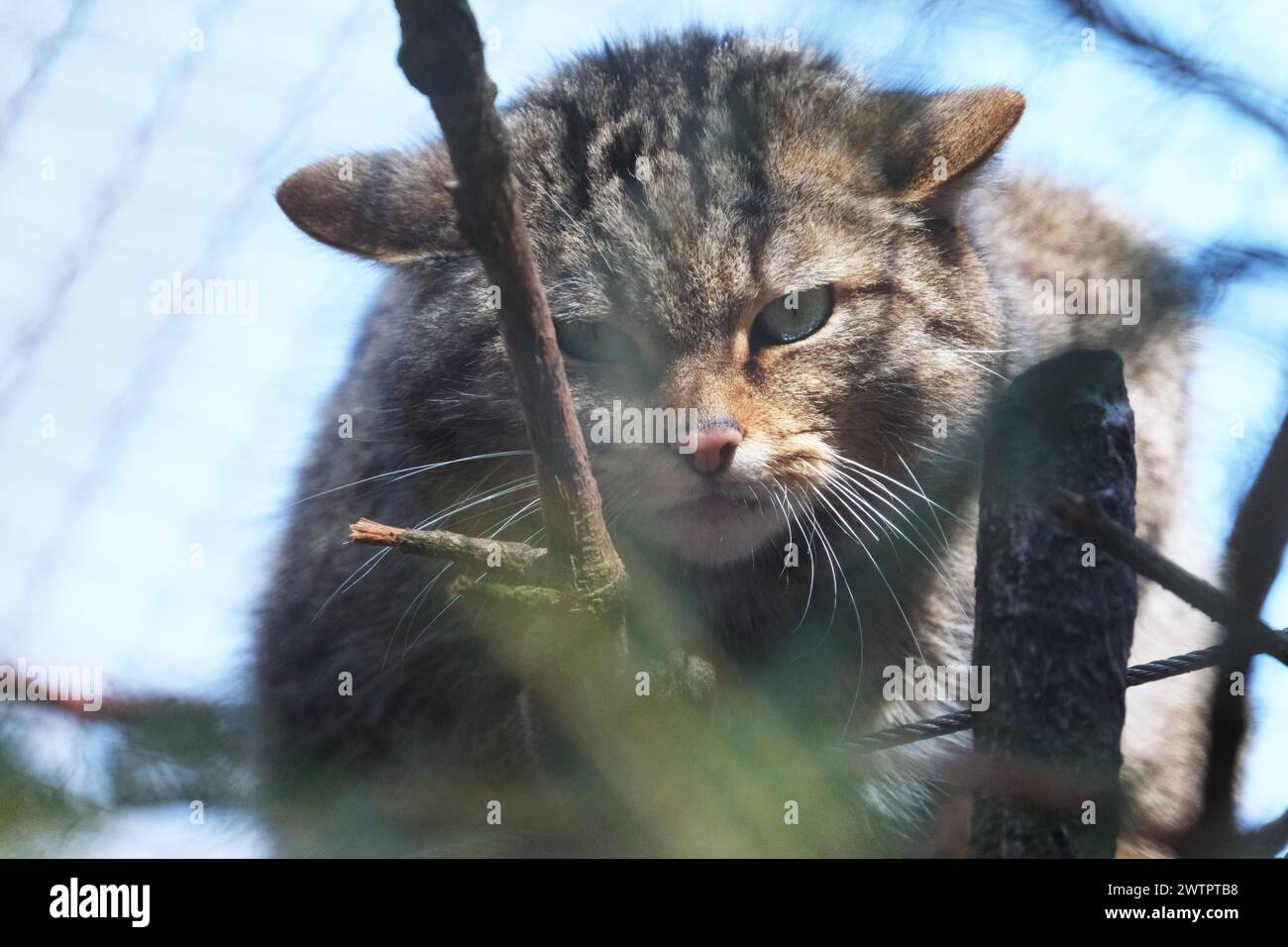 Wildkatze in Deutschland in verschiedenen Aktionen. Wildkatze ...