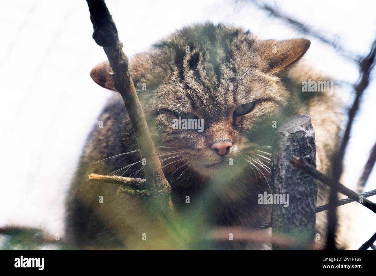 Wildkatze in Deutschland in verschiedenen Aktionen. Wildkatze ...