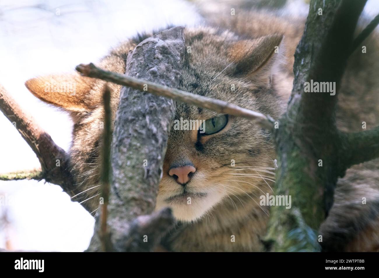 Wildkatze in Deutschland in verschiedenen Aktionen. Wildkatze ...