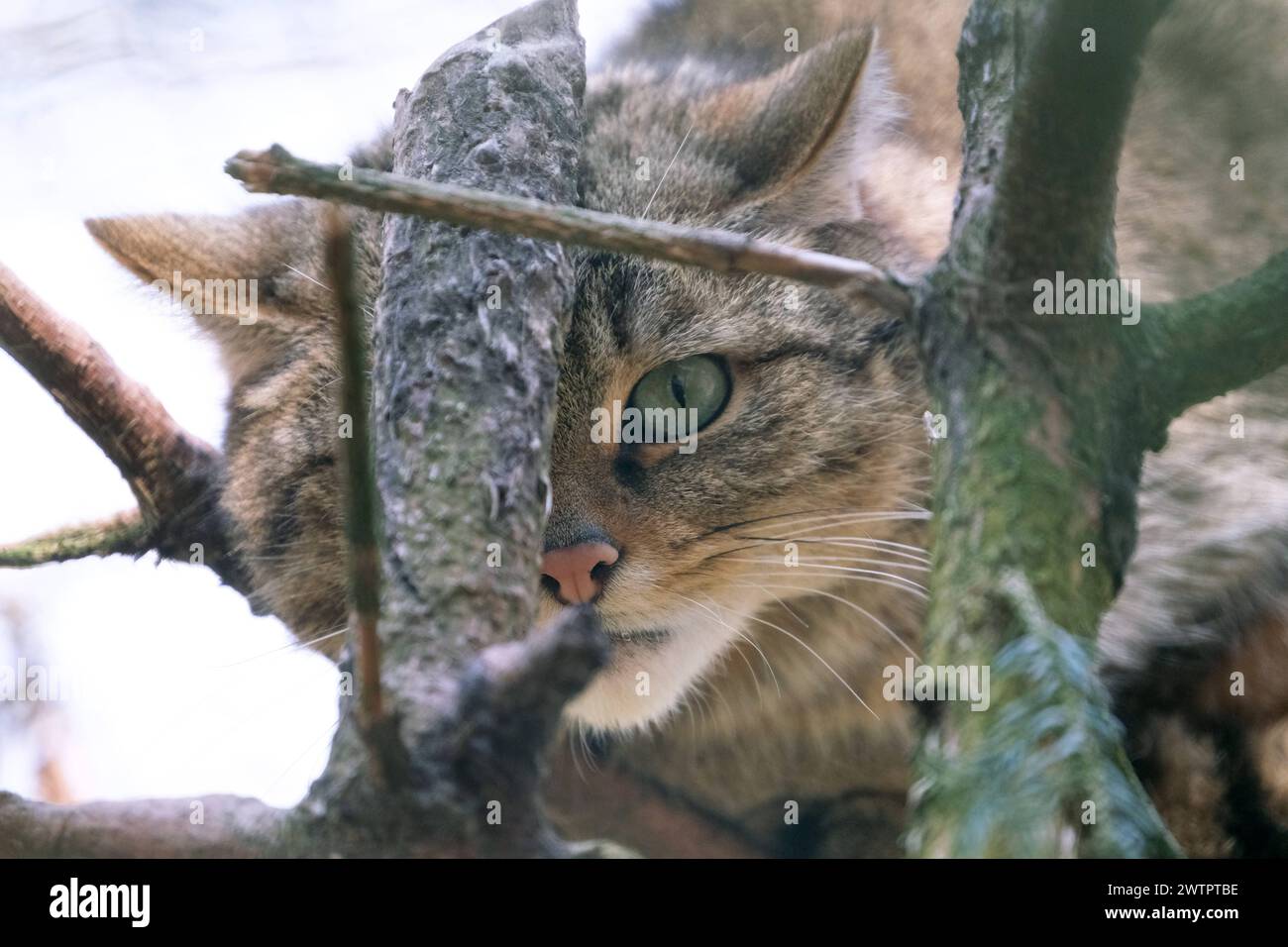 Wildkatze in Deutschland in verschiedenen Aktionen. Wildkatze ...