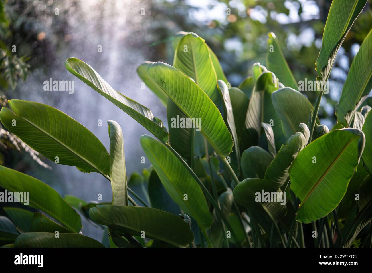 Lush green Strelitzia leaves in sunlight soft focus. Greenery indoors ...