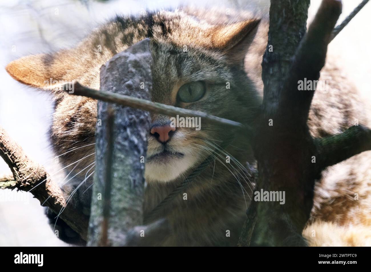 Wildkatze in Deutschland in verschiedenen Aktionen. Wildkatze ...
