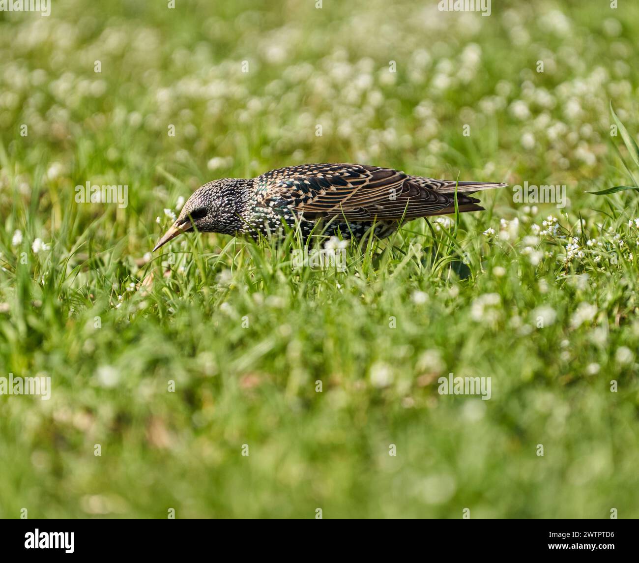 Starling bird (Sturnus vulgaris) foraging in the grass, trying to catch ...