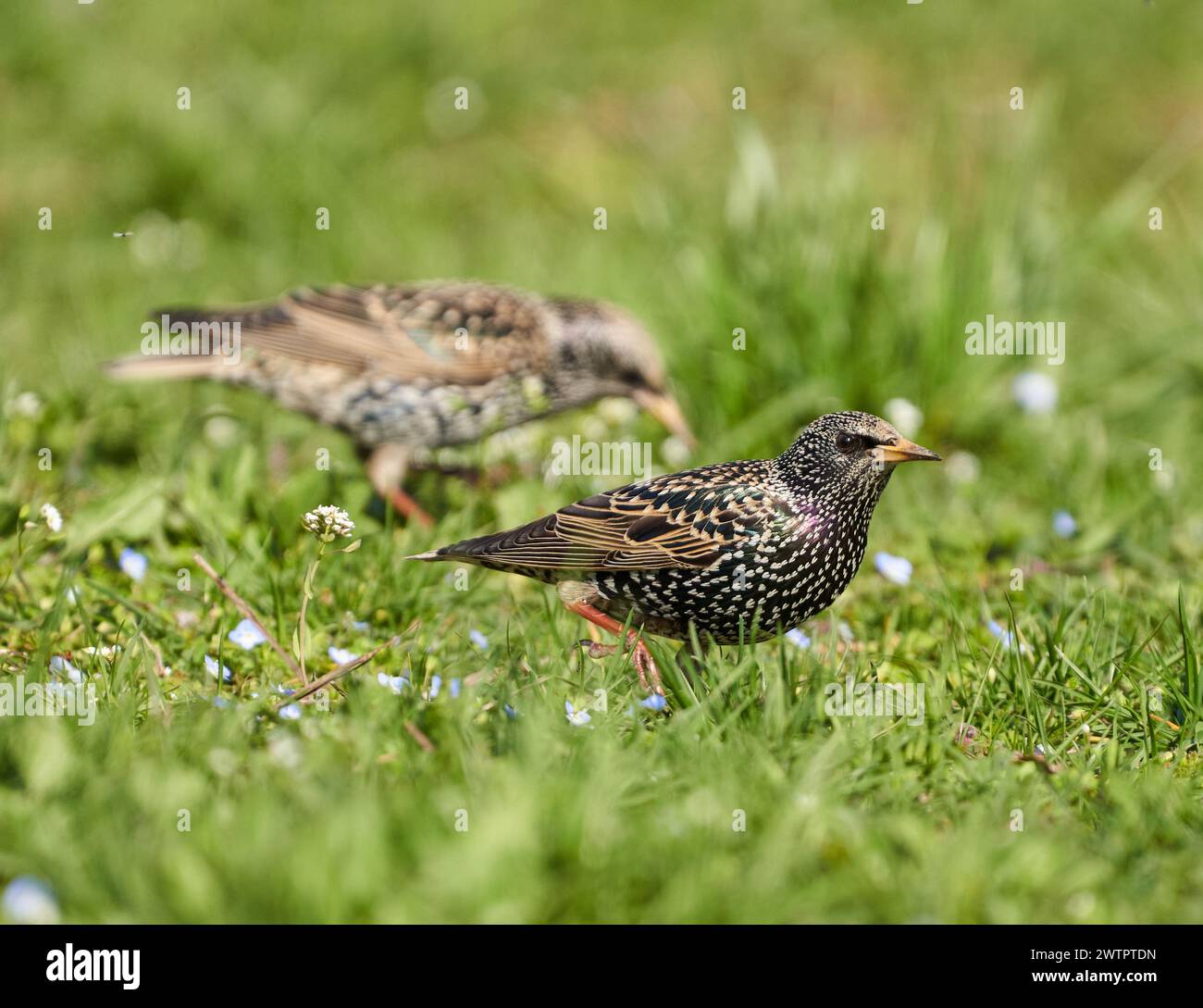 Starling bird (Sturnus vulgaris) foraging in the grass, trying to catch ...