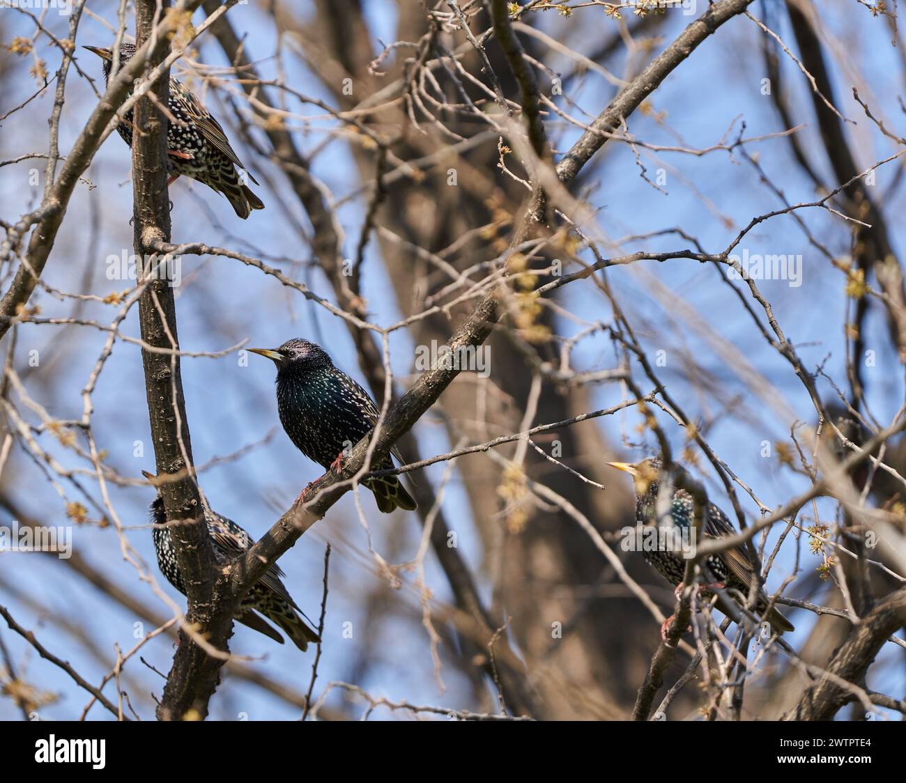 Starling bird (Sturnus vulgaris) perched - one of the earlies spring ...