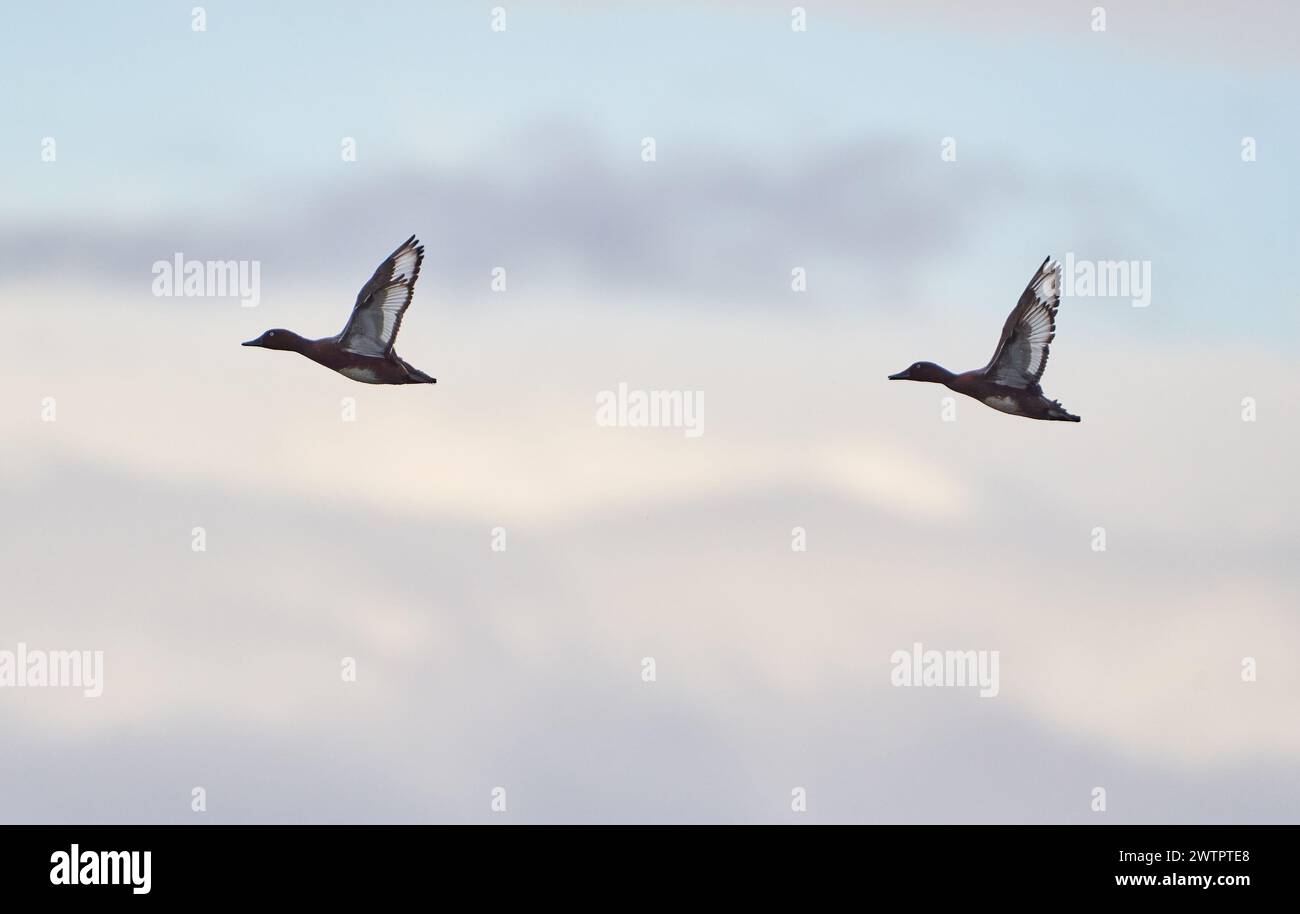 Wild ducks in flight high up in the sky Stock Photo - Alamy