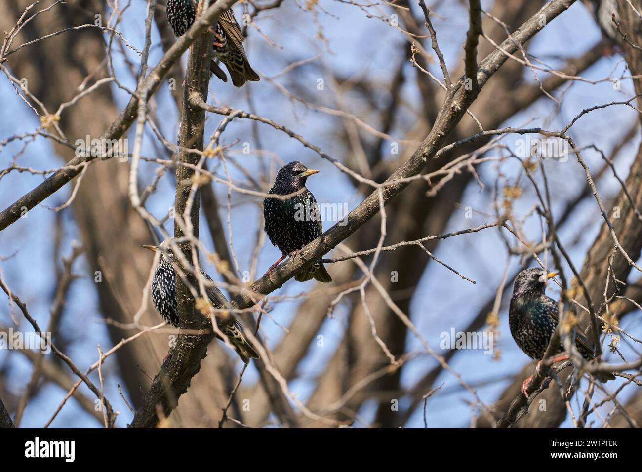 Starling bird (Sturnus vulgaris) perched - one of the earlies spring ...