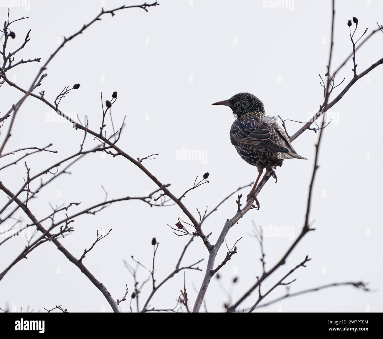 Starling bird (Sturnus vulgaris) perched - one of the earlies spring ...