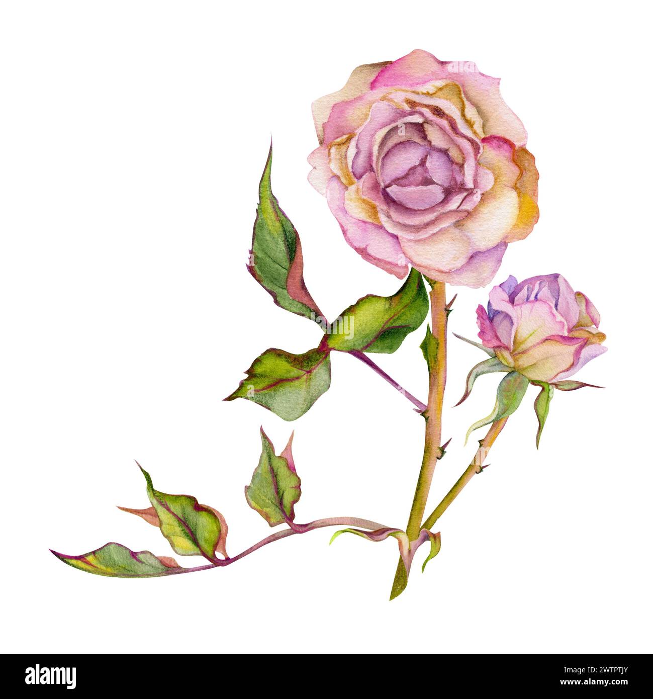 Hand drawn watercolor illustration shabby boho botanical flowers leaves ...