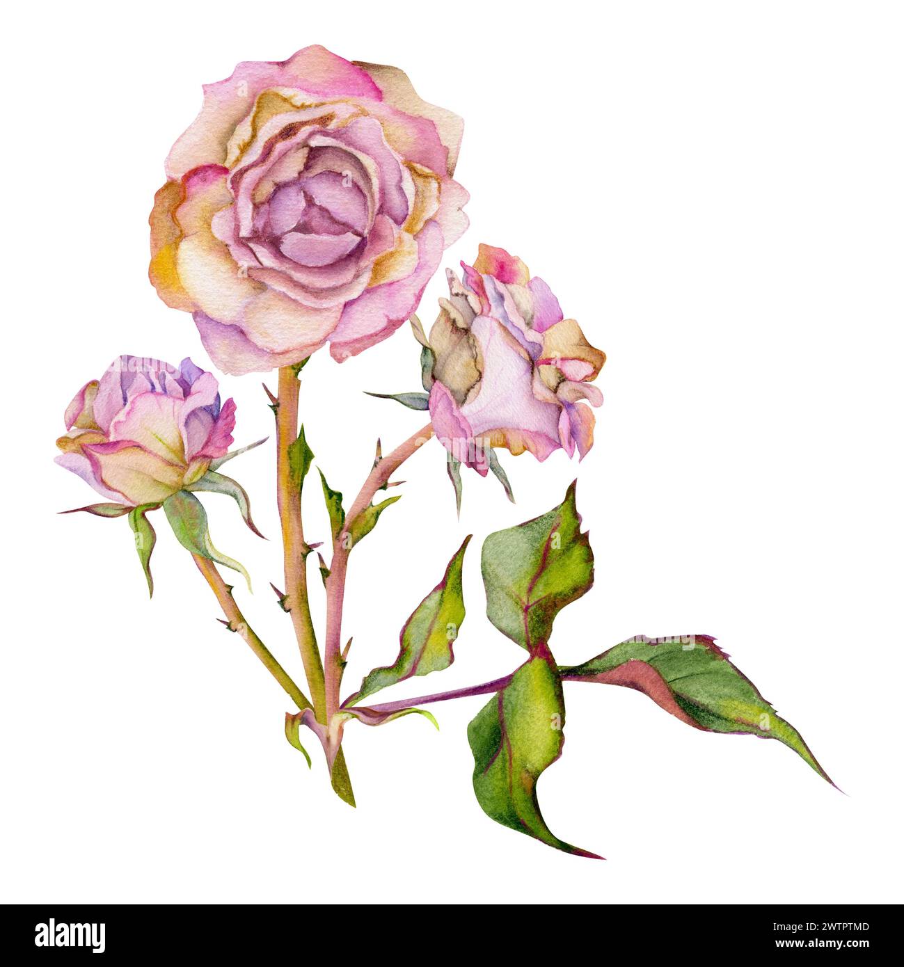 Hand drawn watercolor illustration shabby boho botanical flowers leaves ...