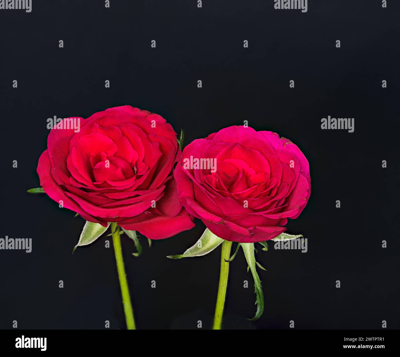 Couple roses hi-res stock photography and images - Alamy