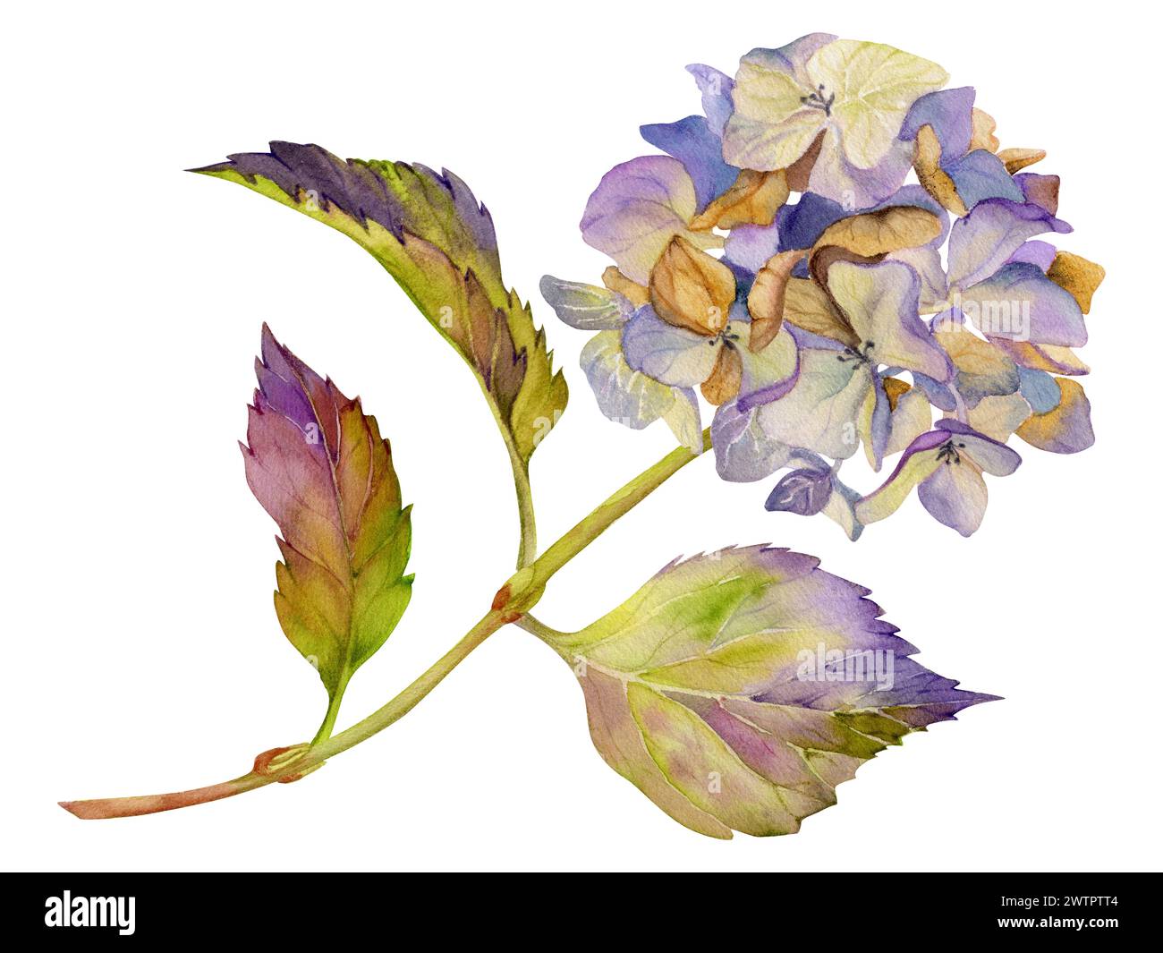 Hand drawn watercolor illustration shabby boho botanical flowers leaves ...
