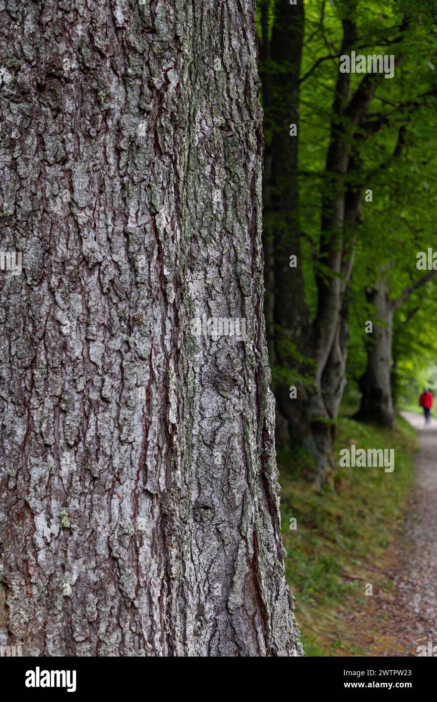 A detailed shot of a rugged tree bark texture in selective focus, with ...