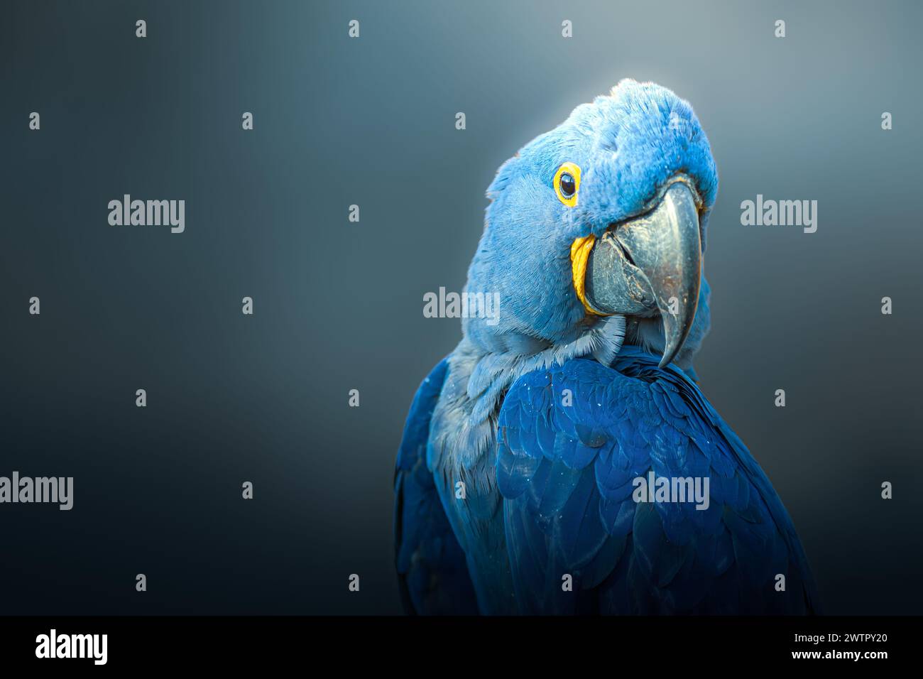 Big blue parrot, Hyacinth Macaw, rare blue bird photography over dark ...