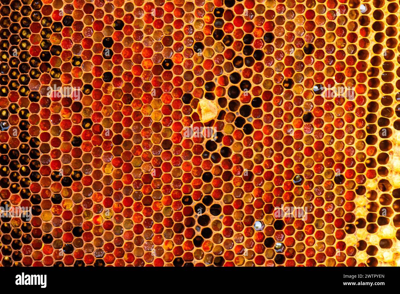 Close-up of a honey-filled honeycomb frame, showcasing the golden ...