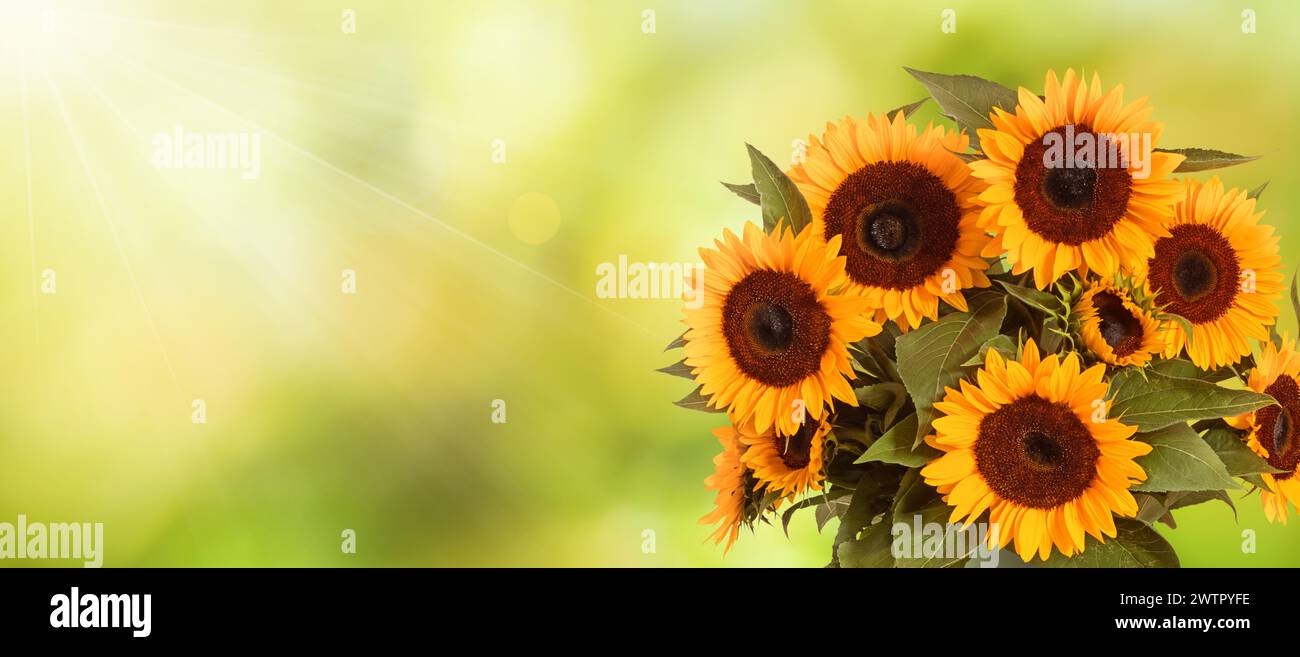 Wonderful sunflower field with sunbeams and large sunflower bouquet ...