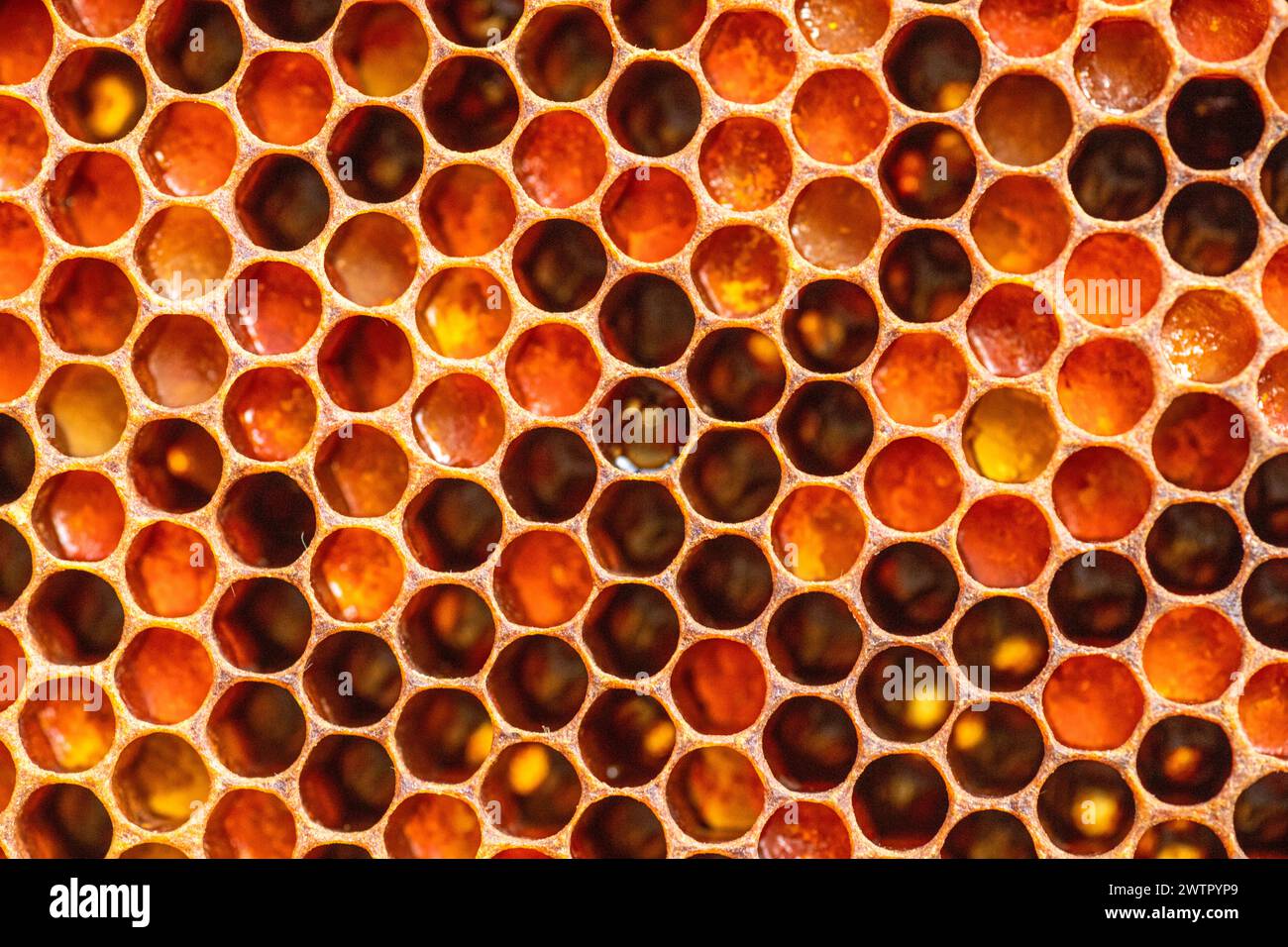 intricate hexagonal structure of a honeycomb frame Honey and bee bread ...
