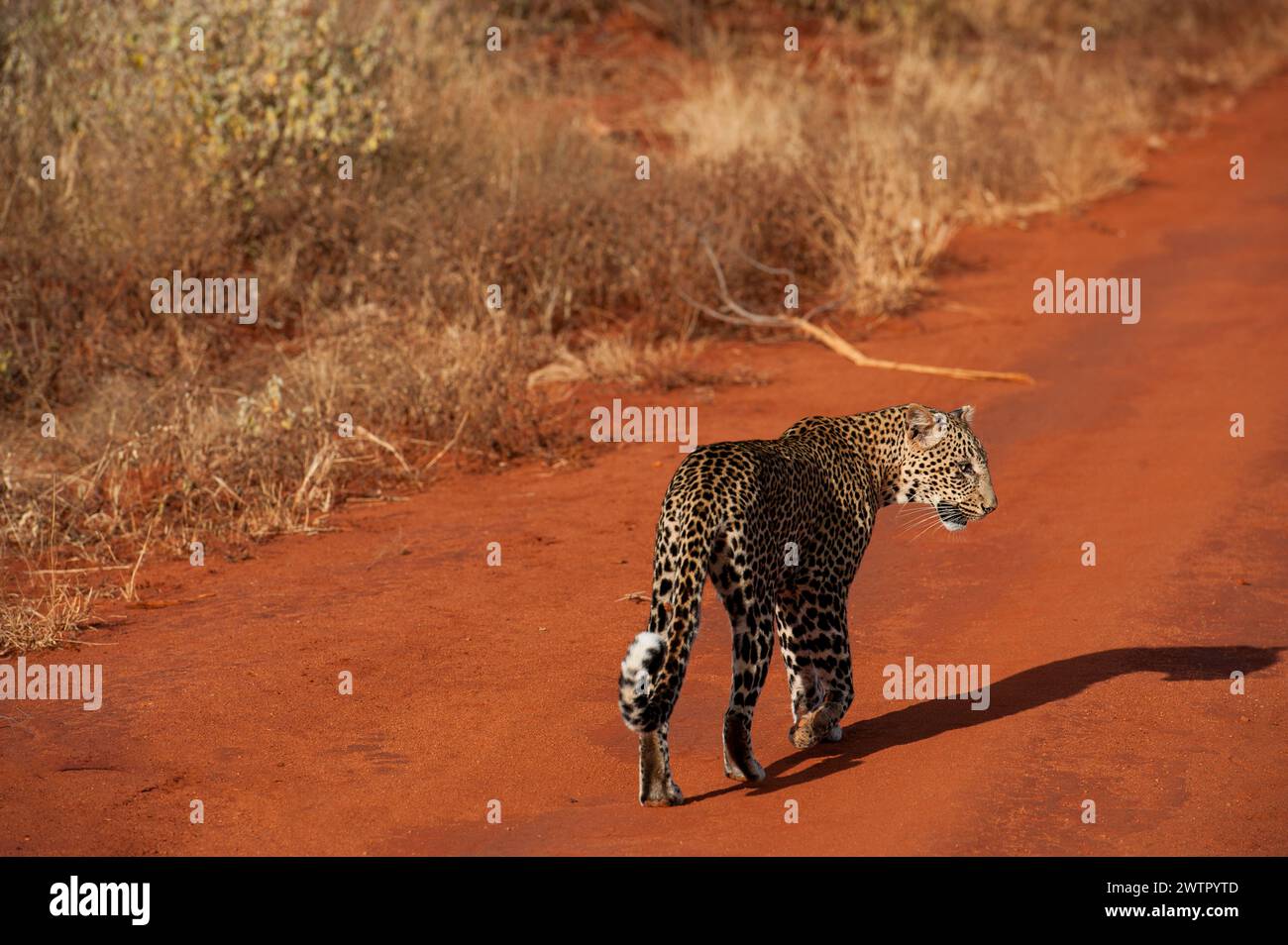 Leopard prey claw hi-res stock photography and images - Alamy