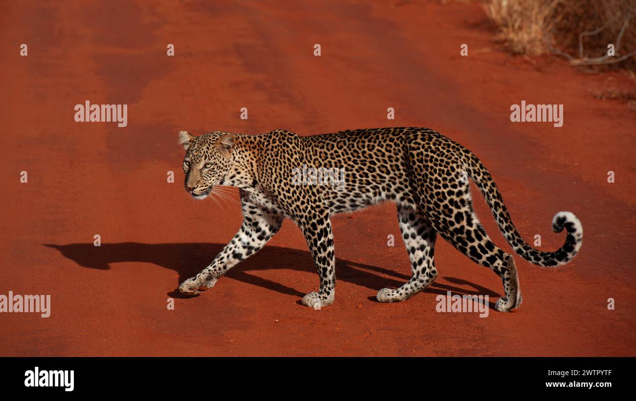 Leopard hunting for prey Stock Photo - Alamy