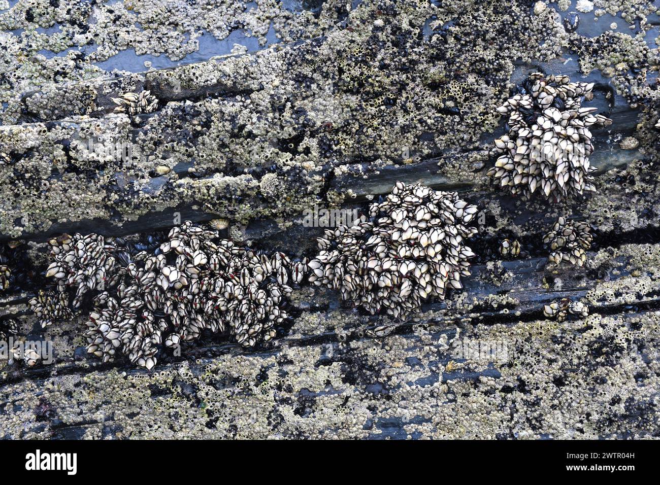 Goss neck barnacle hi-res stock photography and images - Alamy